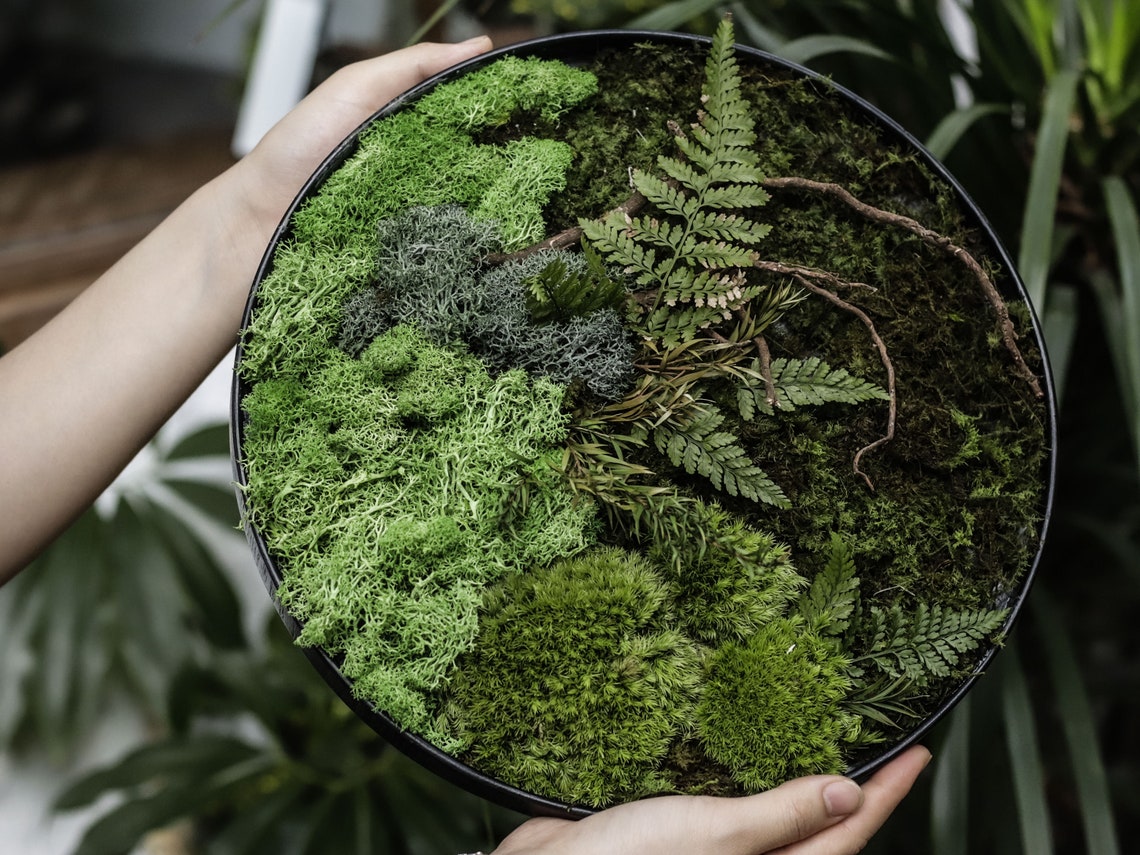 Round Moss Wall Art Wall Moss Decor Preserved Moss Art Framed Nature ...