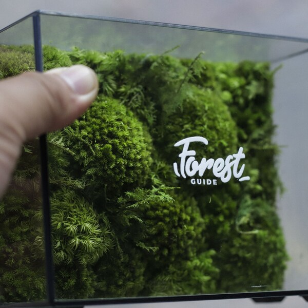 Terrarium Moss - Etsy