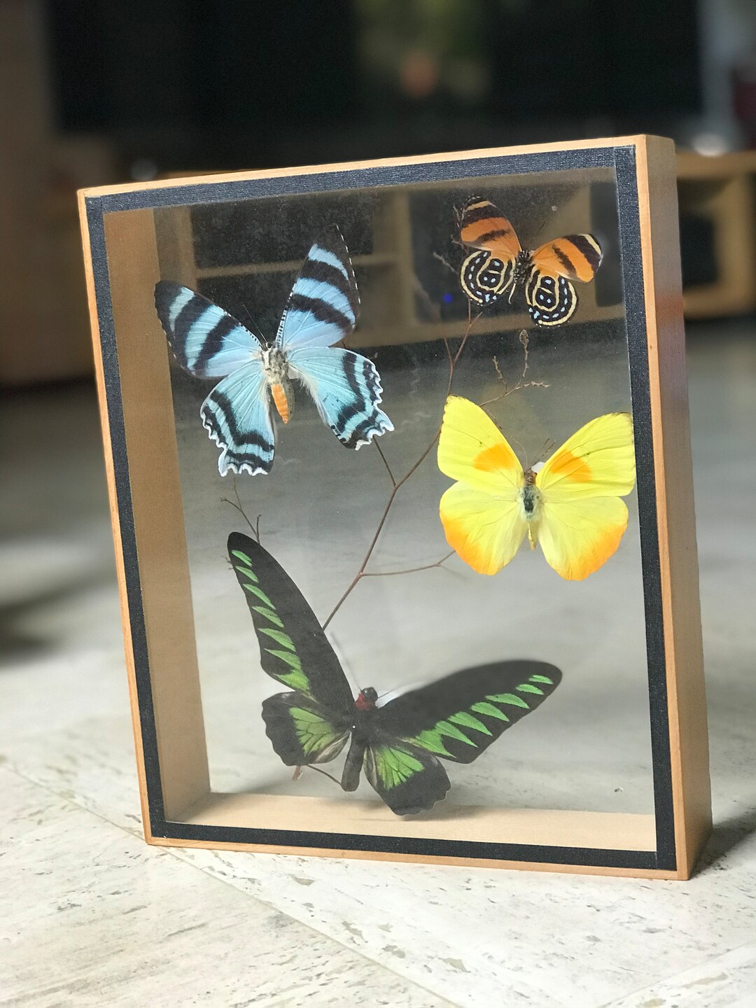 Butterflies Under Glass Framed - Etsy