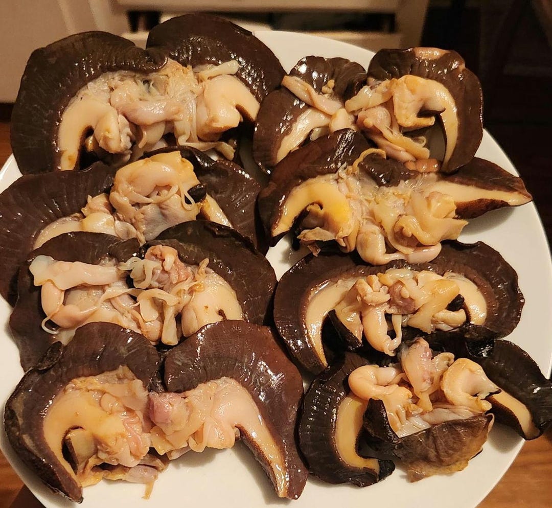 Fresh Bush Snails [extra Jumbo and Jumbo Sizes] - Etsy
