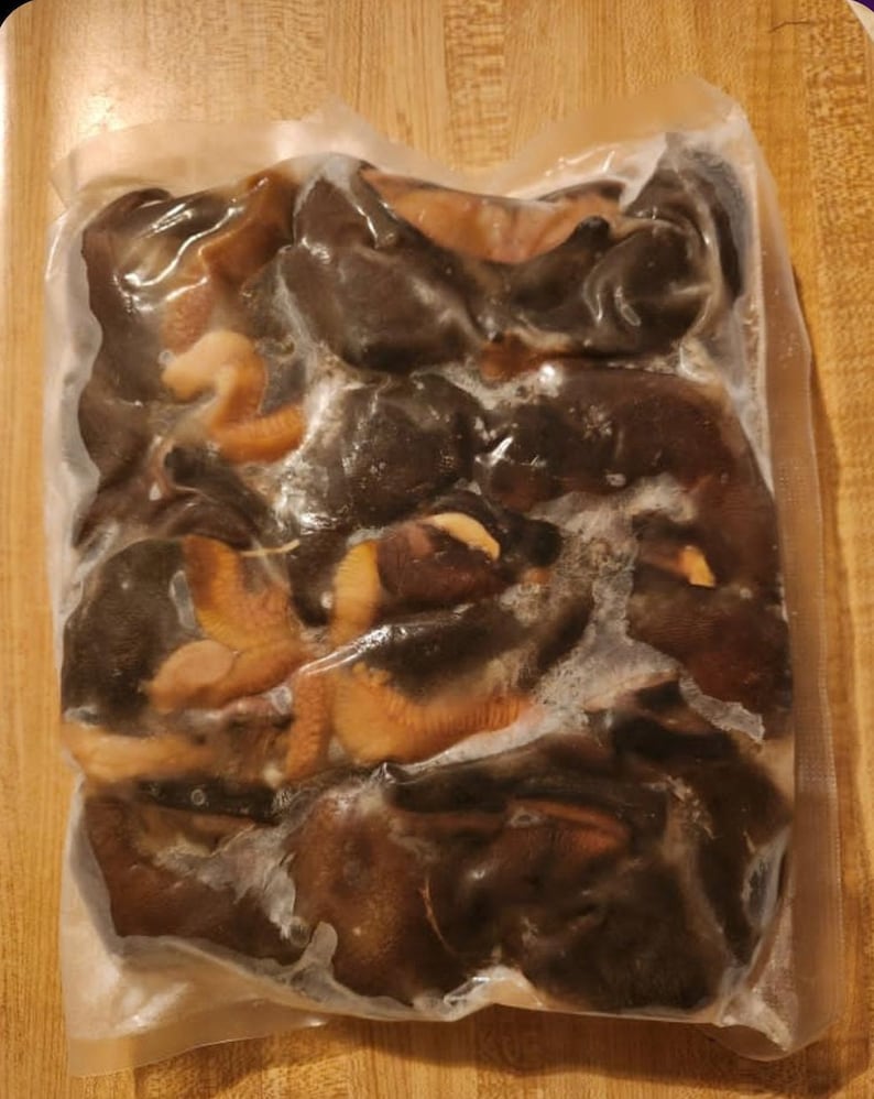 Fresh Bush Snails [extra Jumbo and Jumbo Sizes] - Etsy