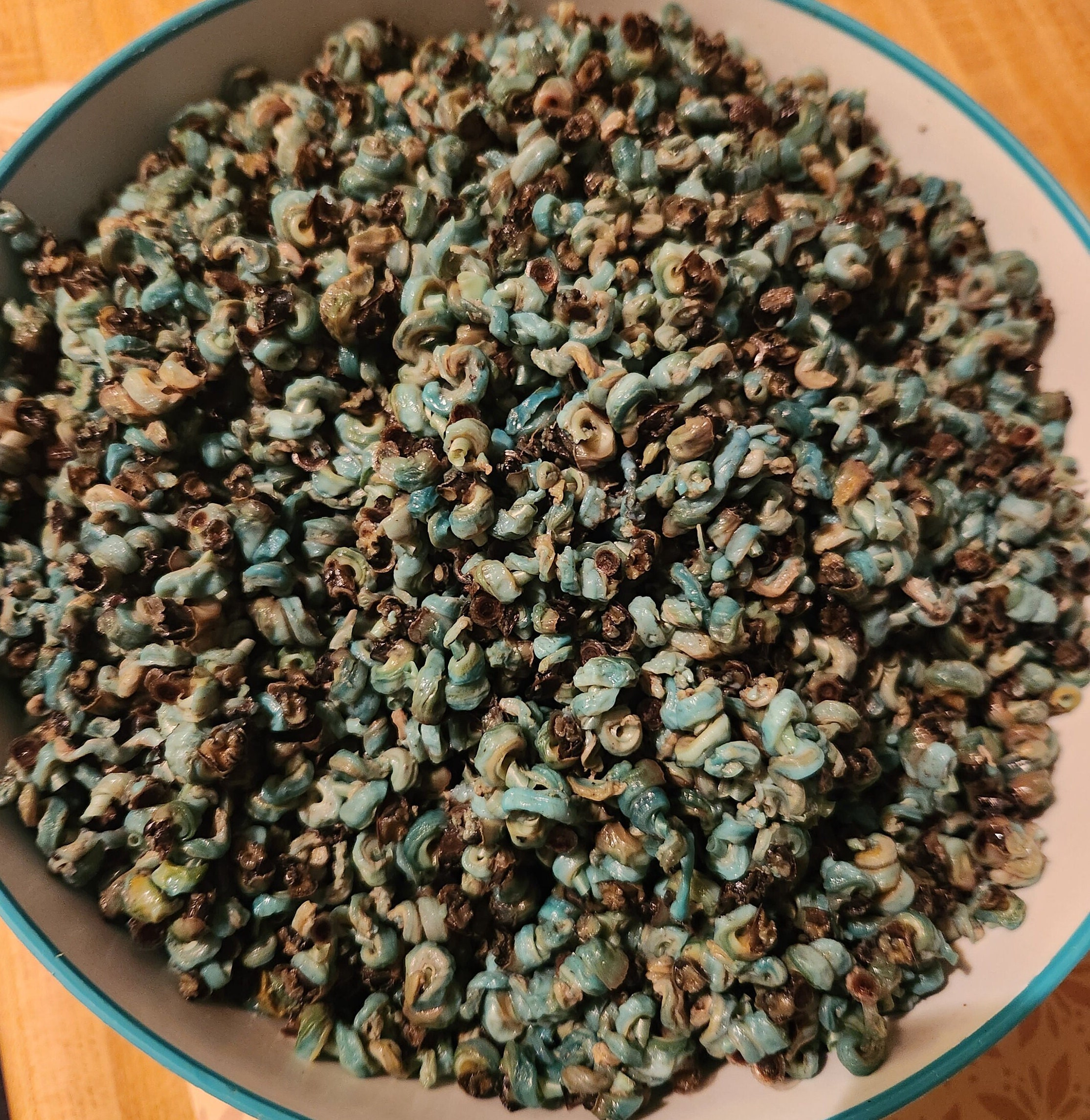 Fresh Periwinkles/isham cold Packed, 1lb - Etsy