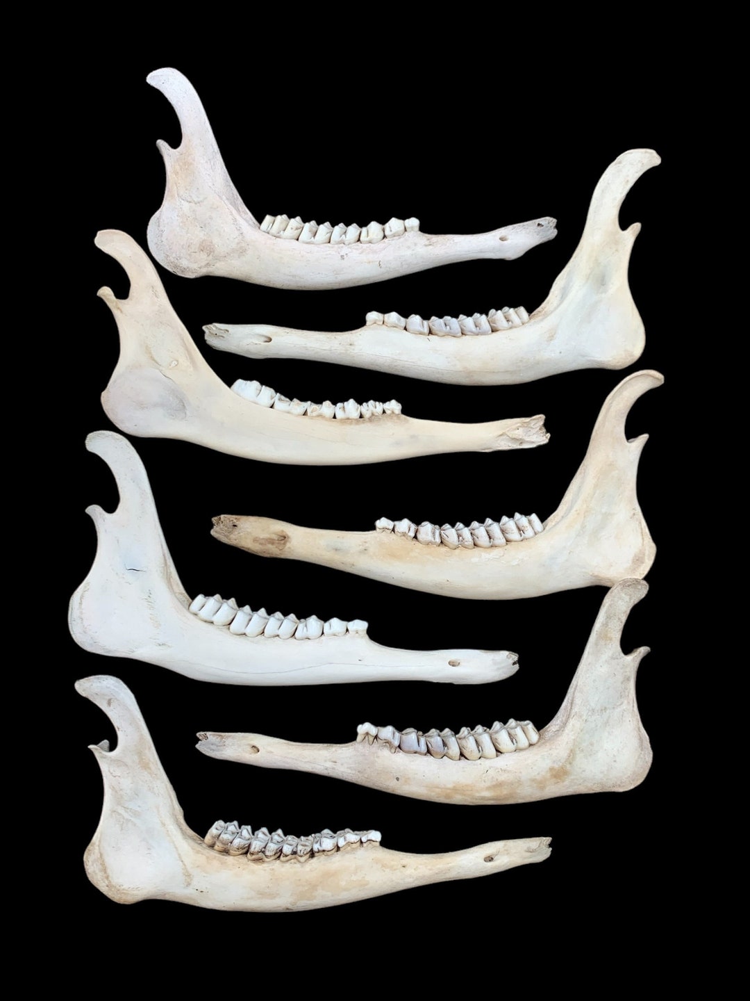 Jaw of Whitetail Deer Bone and Teeth Nature Cleaned - Etsy