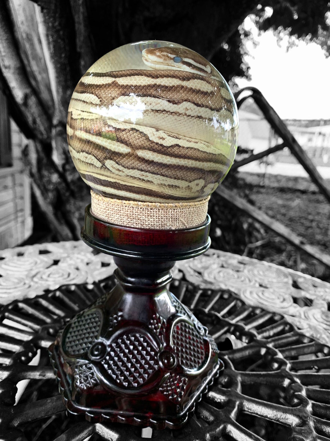 Ball Python Wet Specimen Globe Vintage Ruby Red Glass Base Formalin ...