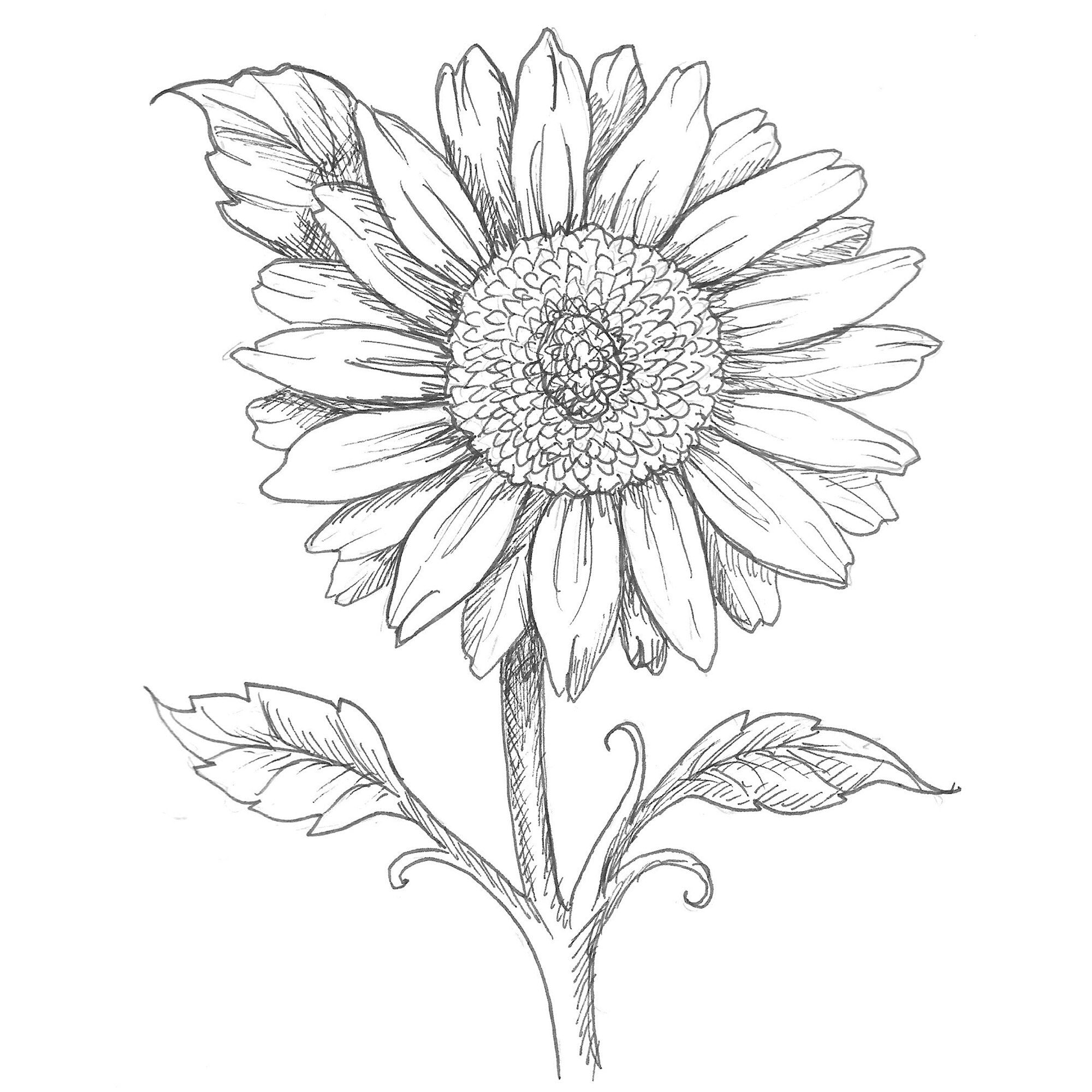 Coloring Page Printable Sunflower Pdf Digital Download Coloring Sheet ...