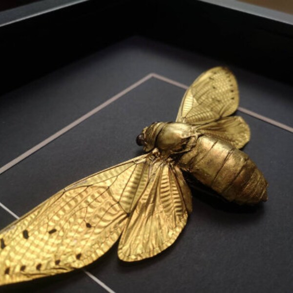 Insect Taxidermy - Etsy