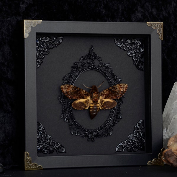 Death Head Moth Wall Art - Etsy