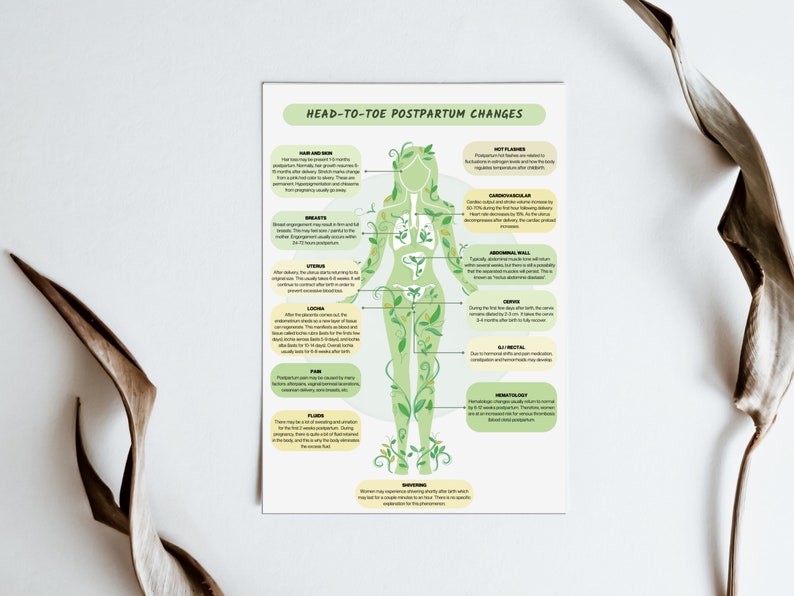 Postpartum Body Changes Handout: New Mom Guide (PDF Printable) - Etsy