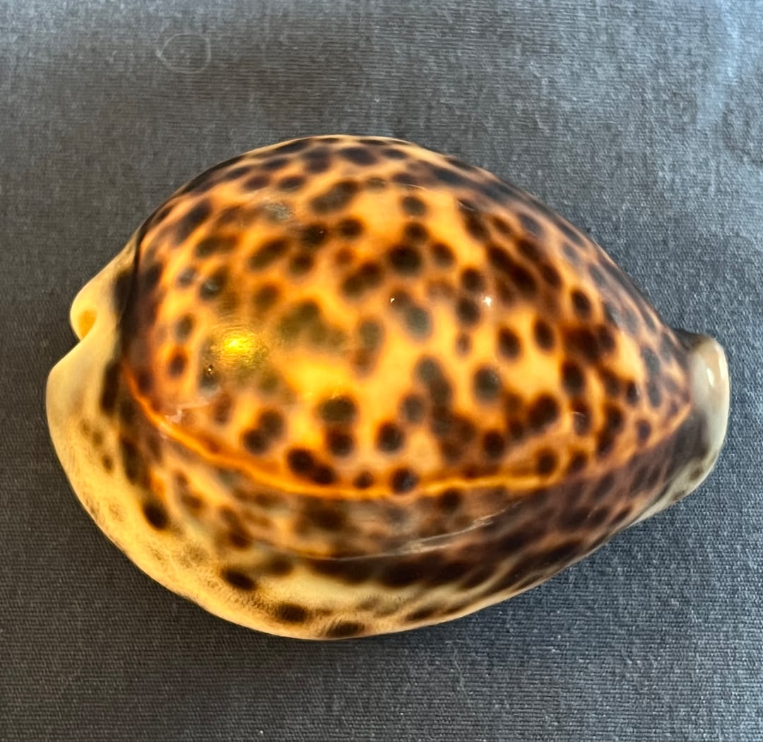 Tiger Cowrie Shell - Etsy
