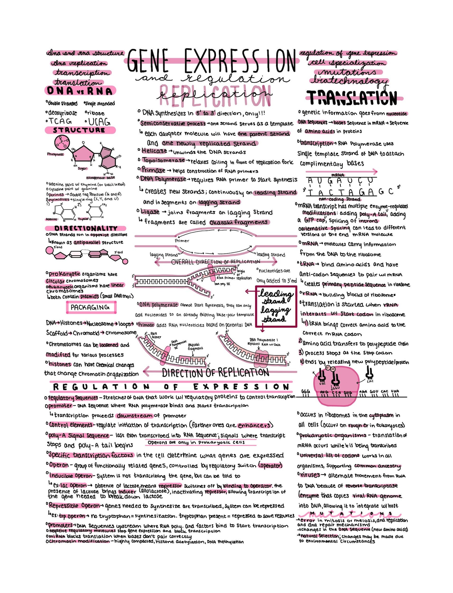 AP Biology Unit 6 Review Notes - Etsy