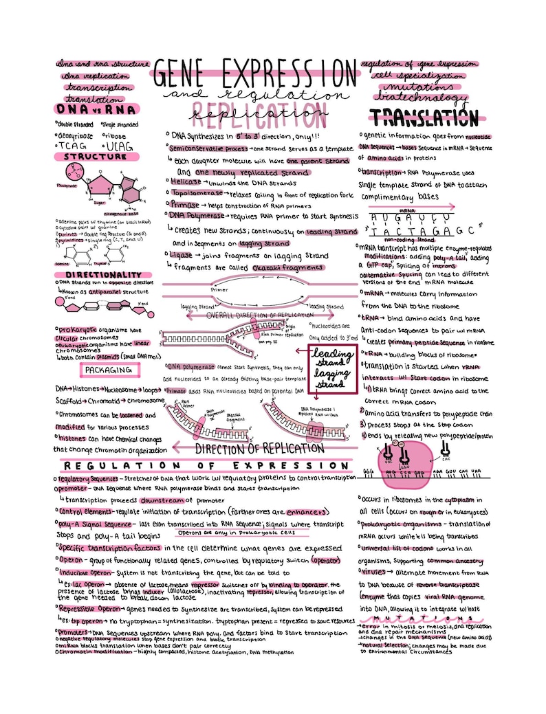 AP Biology Unit 6 Review Notes - Etsy