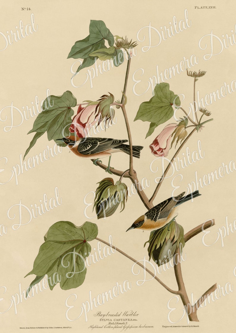 4 Printable Beautiful Engravings From John James Audubon the Birds of ...