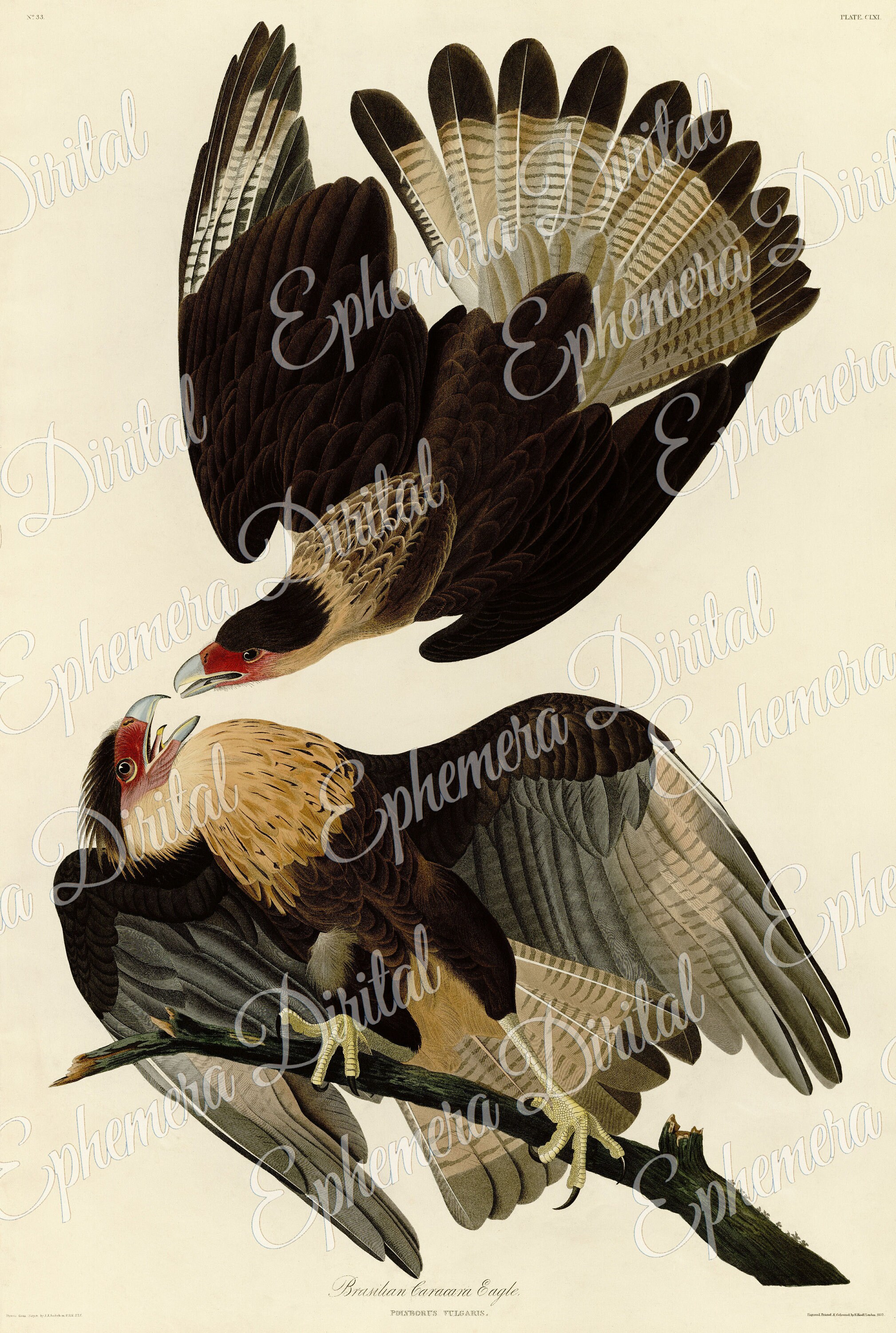 4 Printable Beautiful Engravings From John James Audubon “the Birds of ...