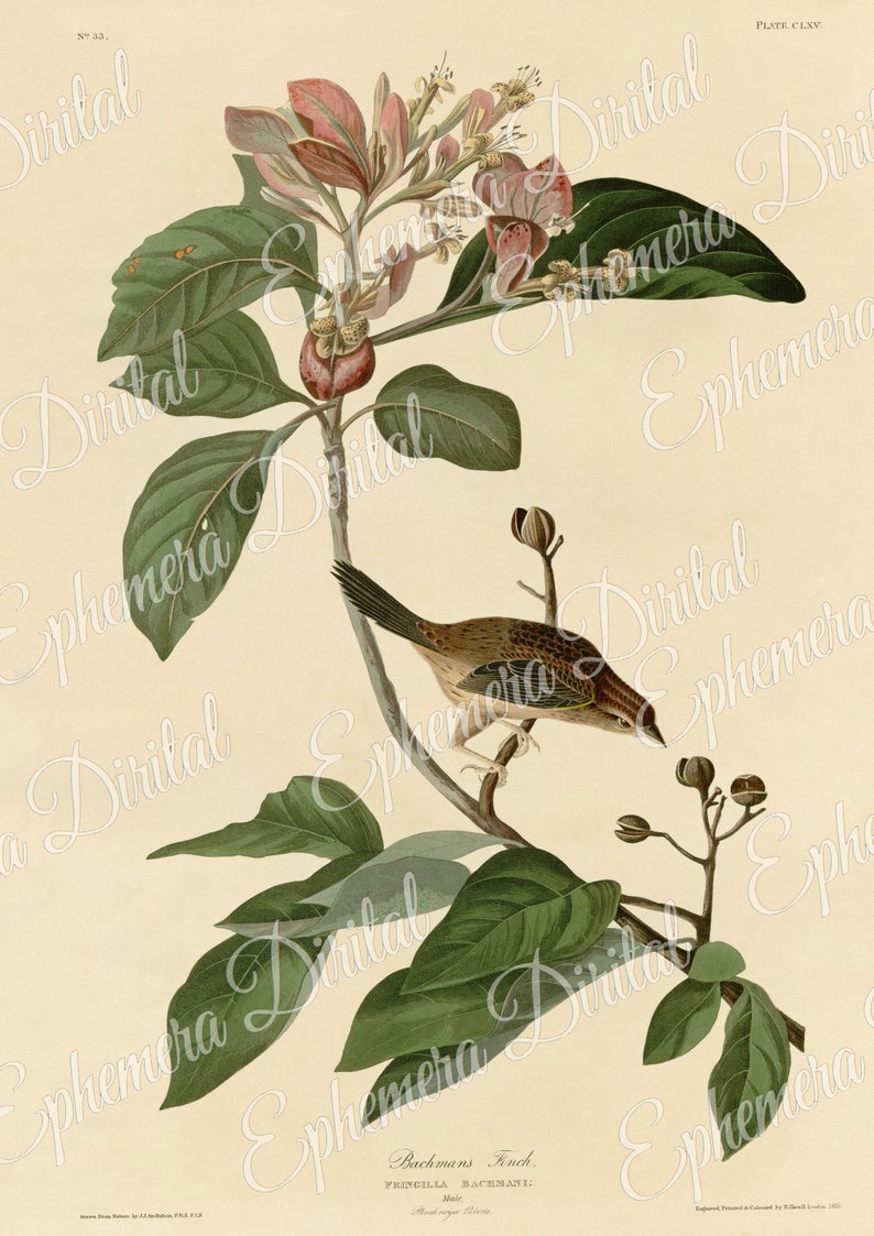 4 Printable Beautiful Engravings From John James Audubon the - Etsy