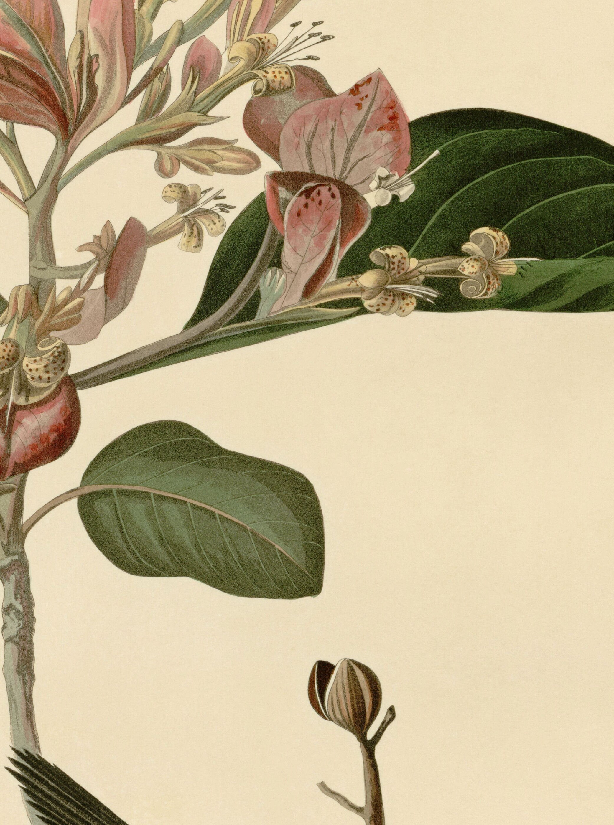 4 Printable Beautiful Engravings From John James Audubon the Birds of ...