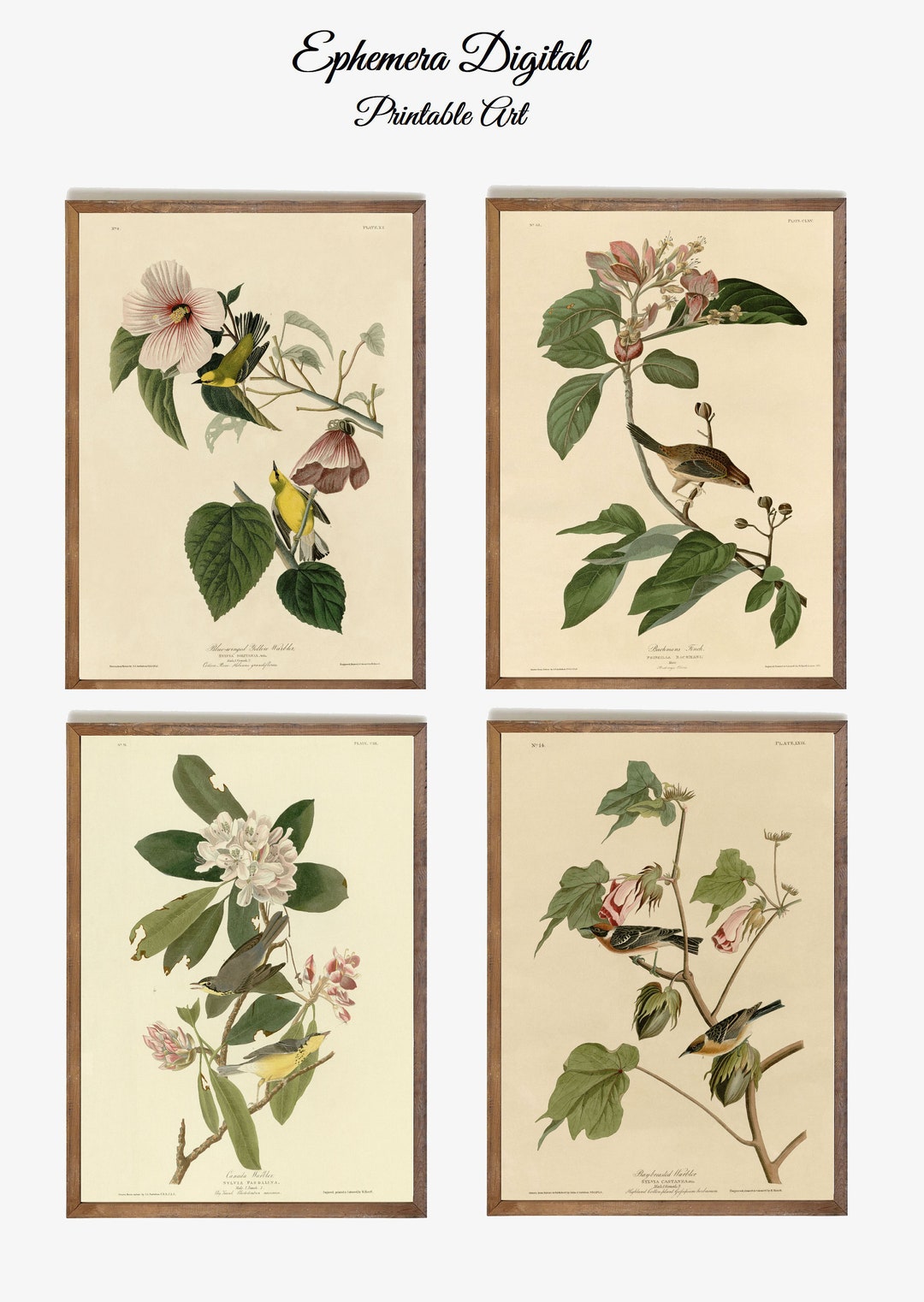 4 Printable Beautiful Engravings From John James Audubon “the Birds of ...