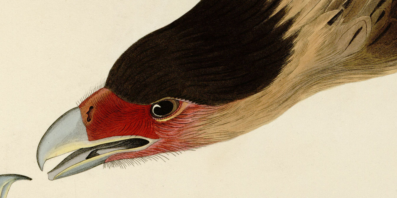 4 Printable Beautiful Engravings From John James Audubon “the Birds of ...