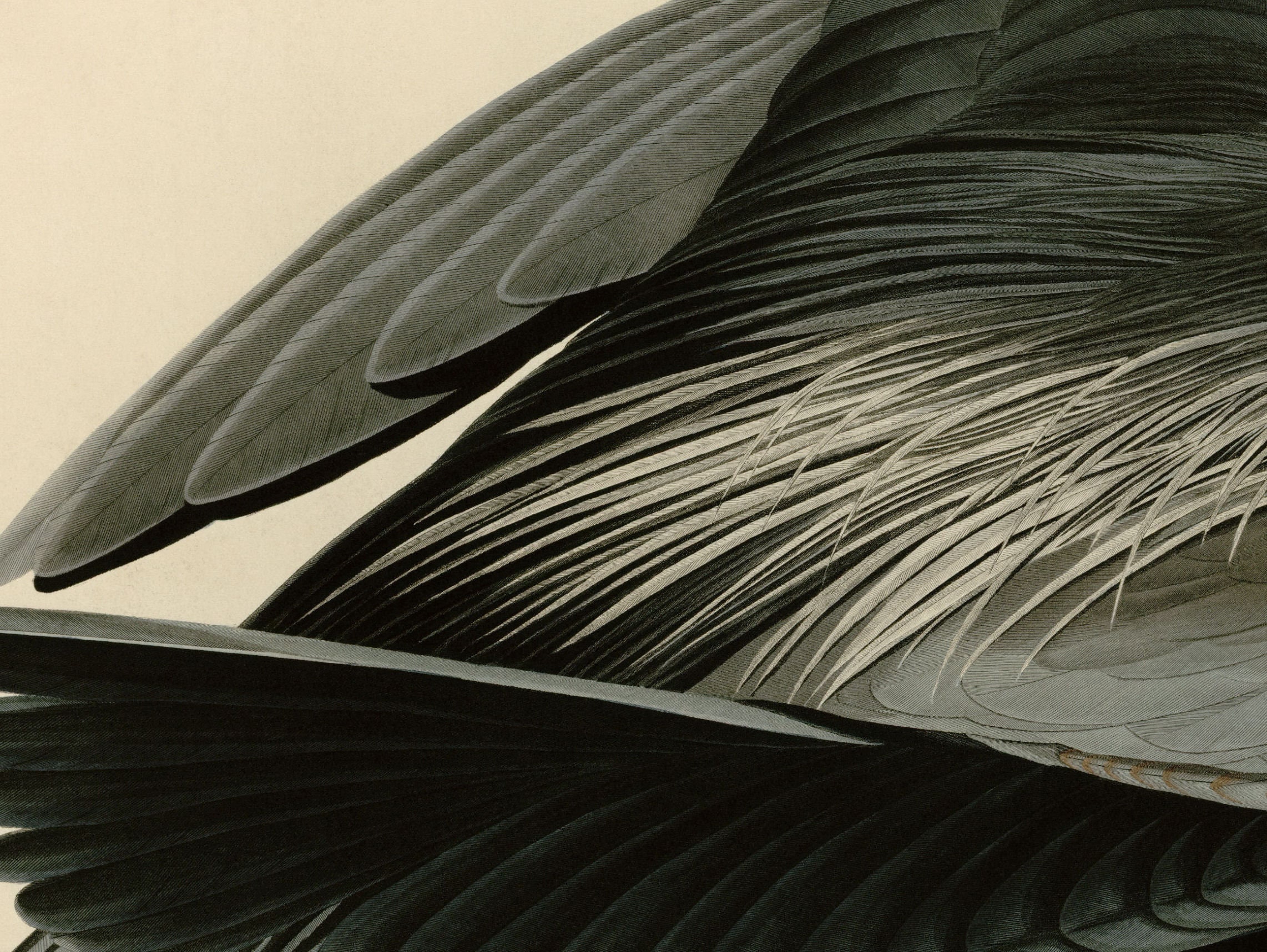 4 Printable Beautiful Engravings From John James Audubon the Birds of ...