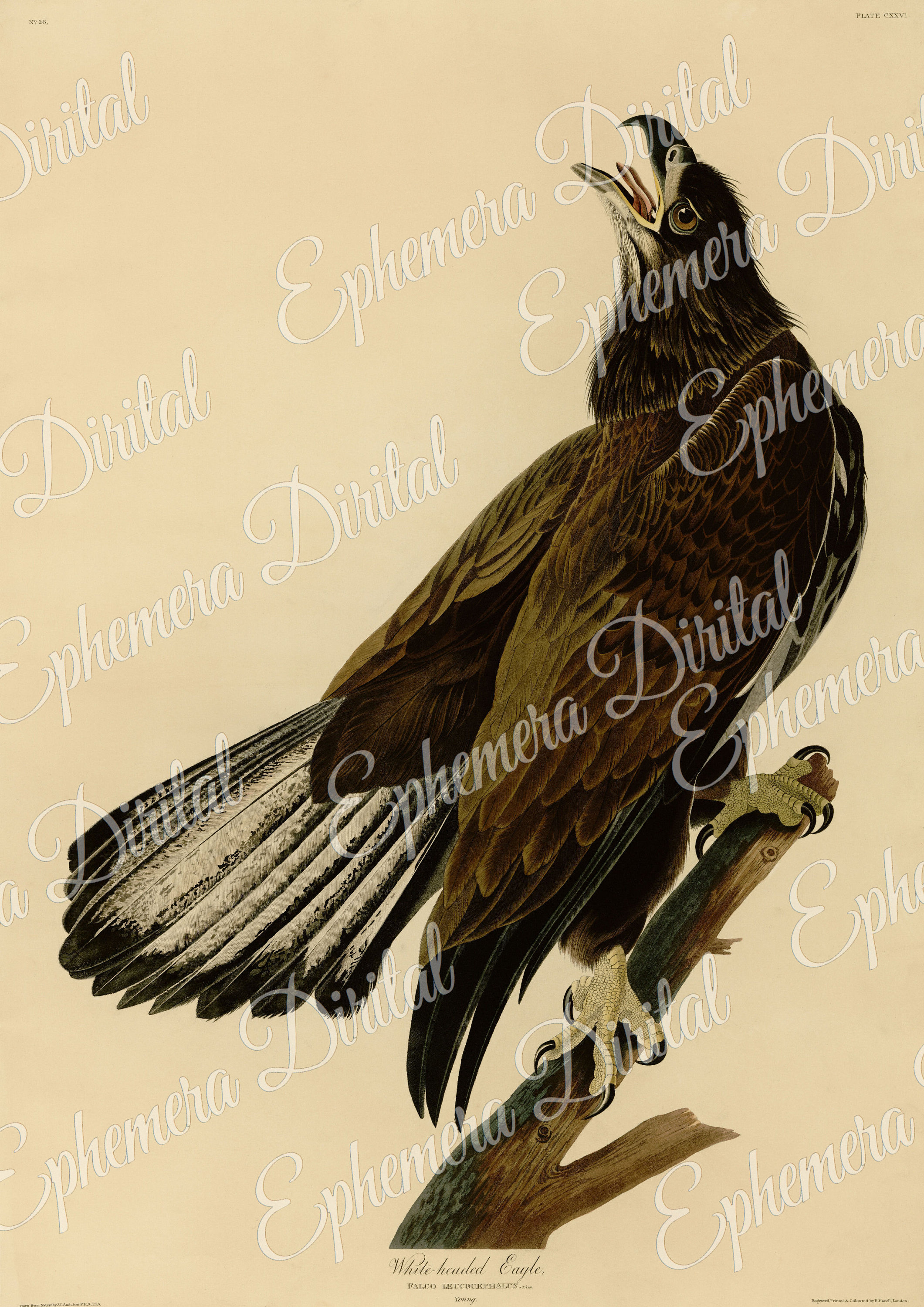 4 Printable Beautiful Engravings From John James Audubon “the Birds of ...