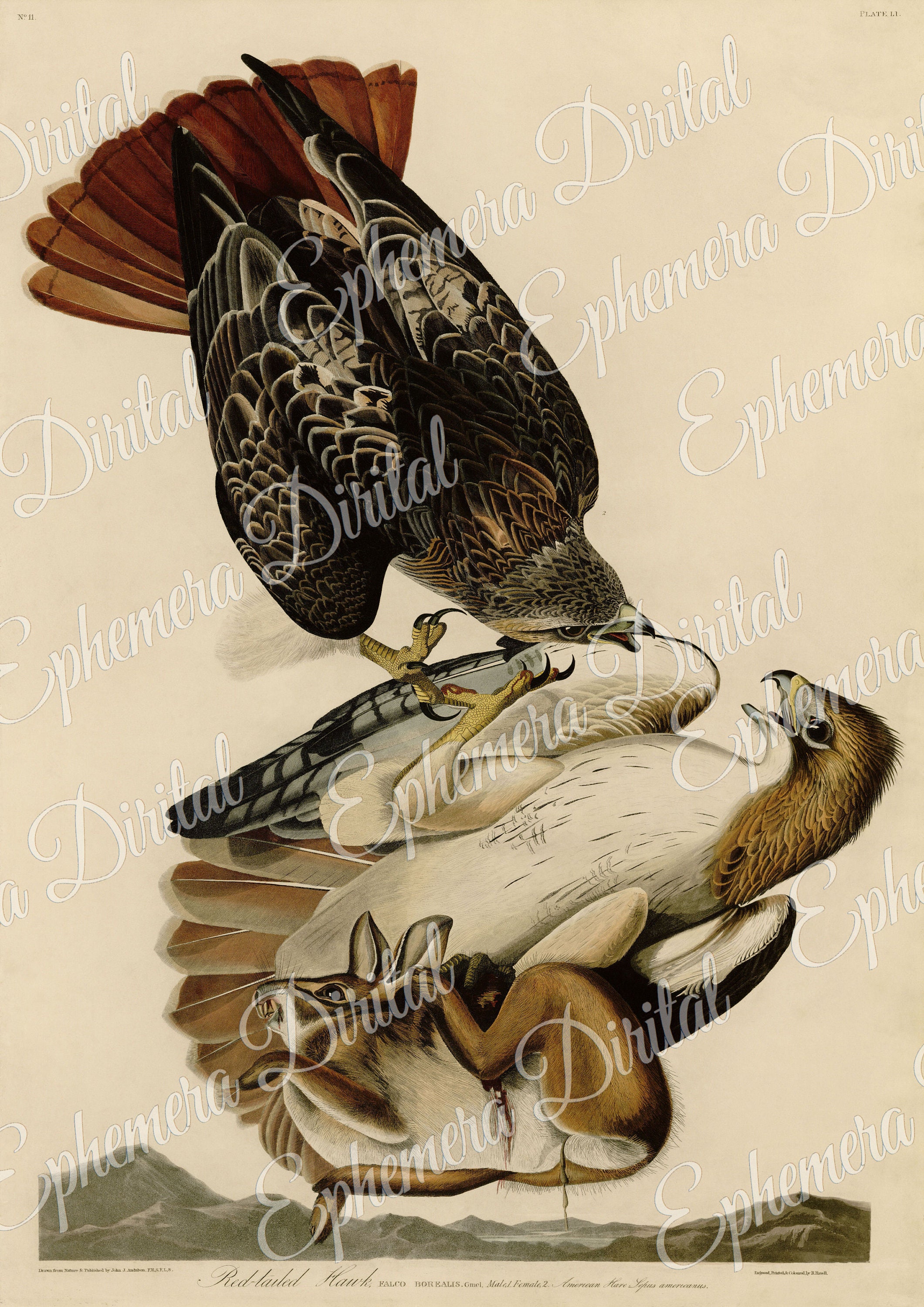 4 Printable Beautiful Engravings From John James Audubon “the Birds of ...