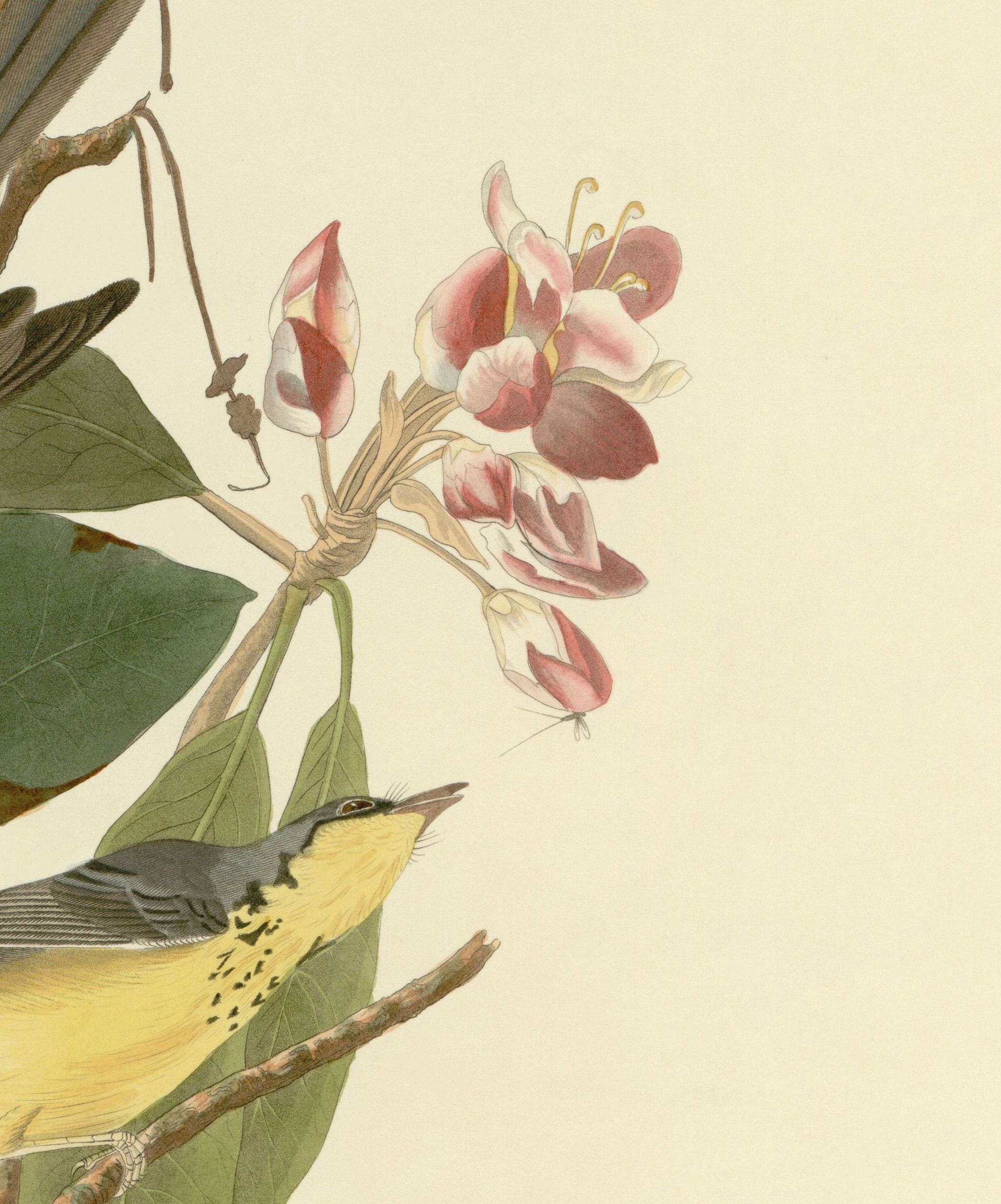 4 Printable Beautiful Engravings From John James Audubon the Birds of ...