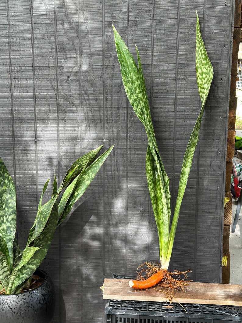 Tall Snake Plant: Sansevieria Jaboa, Rare Snake Plant, Gift for Plant ...