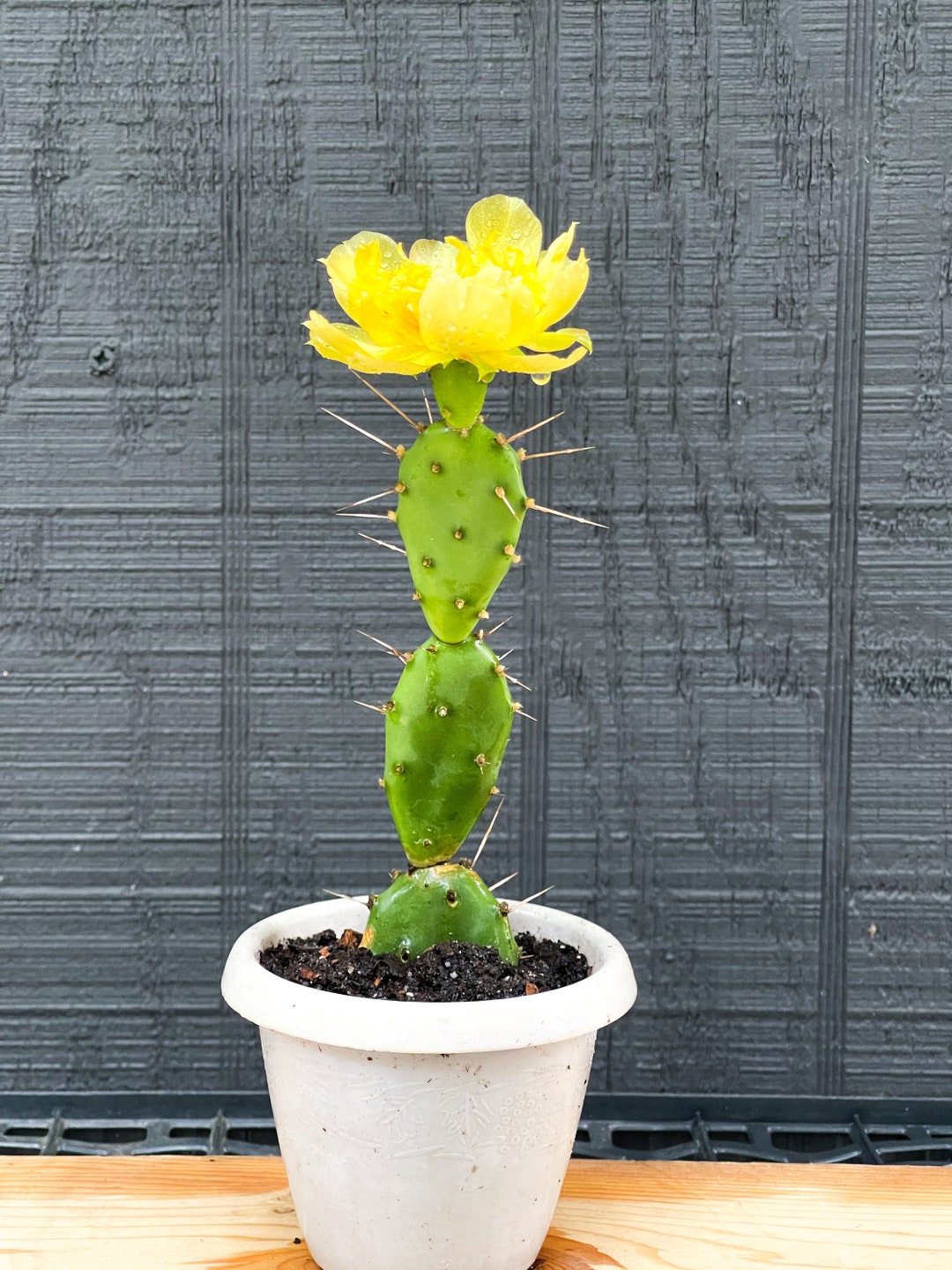 Small PRICKLY PEAR Cactus Plant, Blooming Cacti, Live Cacti Houseplant ...