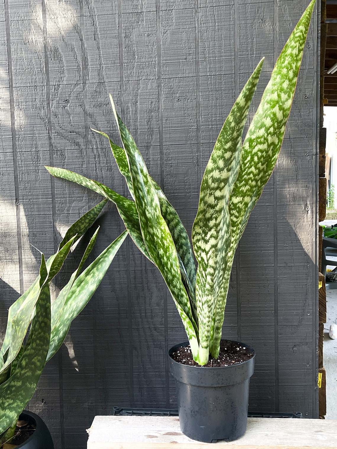 Tall Snake Plant: Sansevieria Jaboa, Rare Snake Plant, Gift for Plant ...