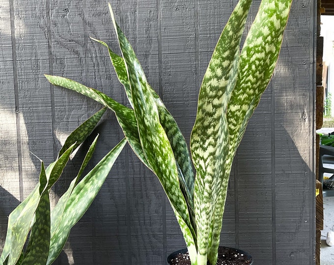 Tall Snake Plant: Sansevieria Jaboa, Rare Snake Plant, Gift for Plant ...