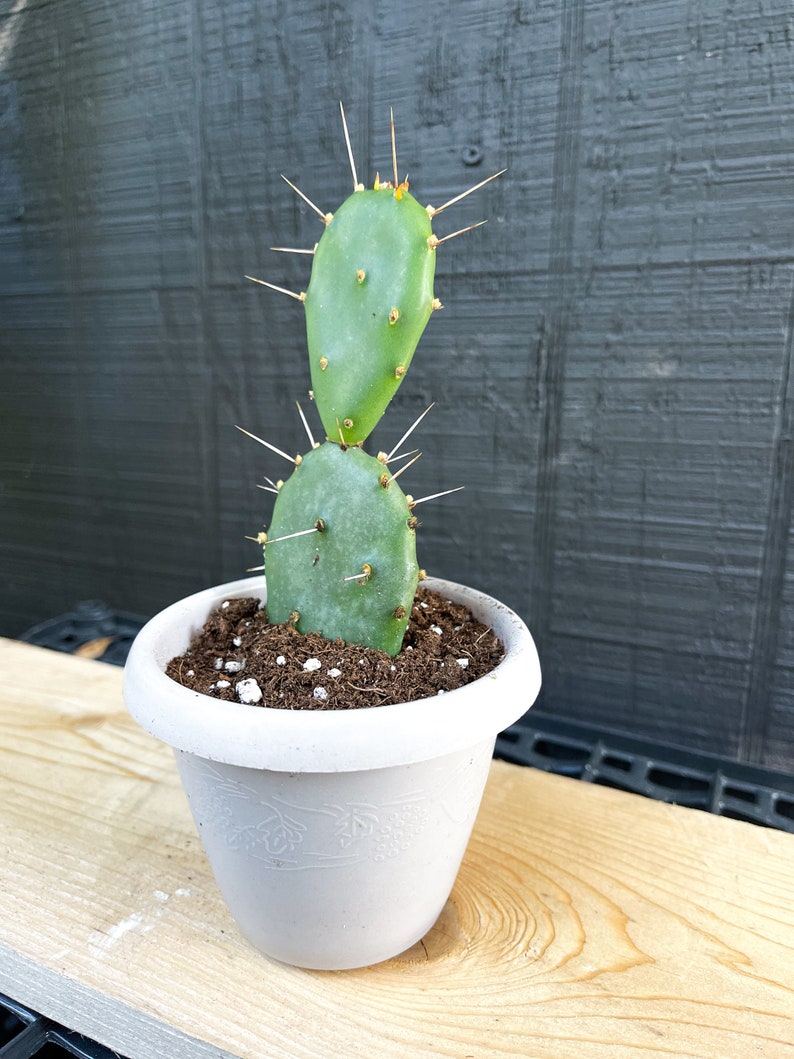 Small PRICKLY PEAR Cactus Plant, Blooming Cacti, Live Cacti Houseplant ...