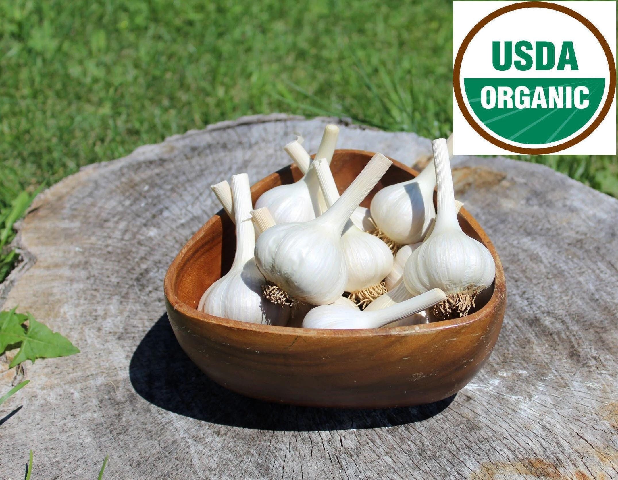 Organic Hardneck Garlic Varieties - 1lb, FREE SHIPPING - Etsy