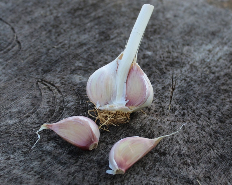 Organic Hardneck Garlic Varieties - 1lb, FREE SHIPPING - Etsy