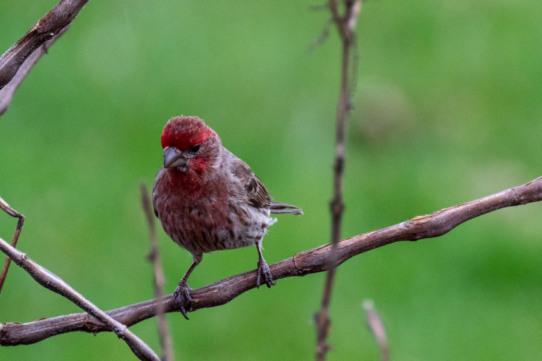 Red Finch Standing on a Stick Digital Print - Nature Travel House ...