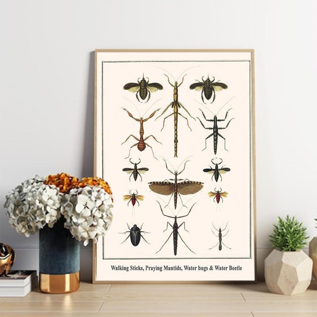 Walking Sticks, Praying Mantids, Water Bugs and Water Beetle Poster - Etsy