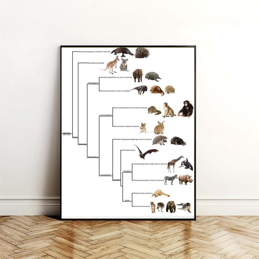 Cladograms of the Mammifères Poster - Etsy