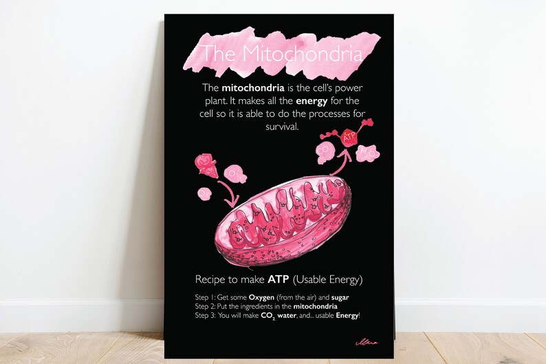 Mitochondria Biology Classroom Poster - Etsy