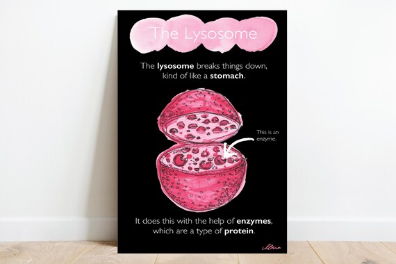 Lysosome Cell Biology Classroom Poster Art - Etsy