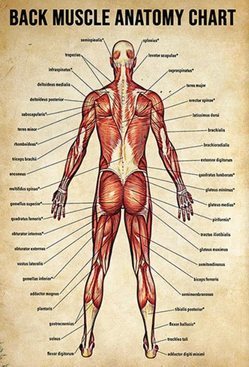 Back Muscle Anatomy Diagram Human Body Anatomy Human Body Anatomy