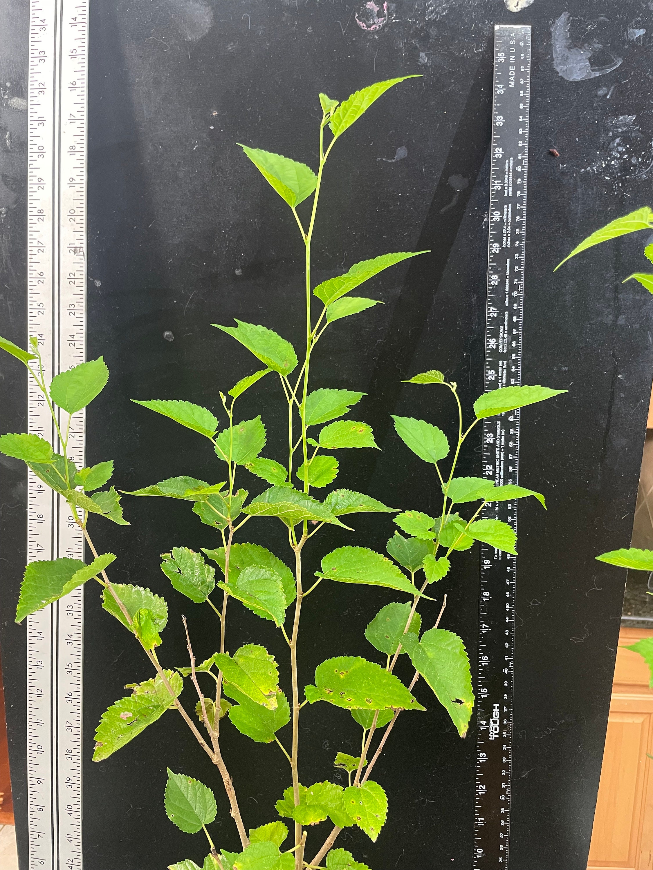 Dwarf Everbearing Black Mulberry Tree (2-3 Ft Tall) - Multiple Harvests ...