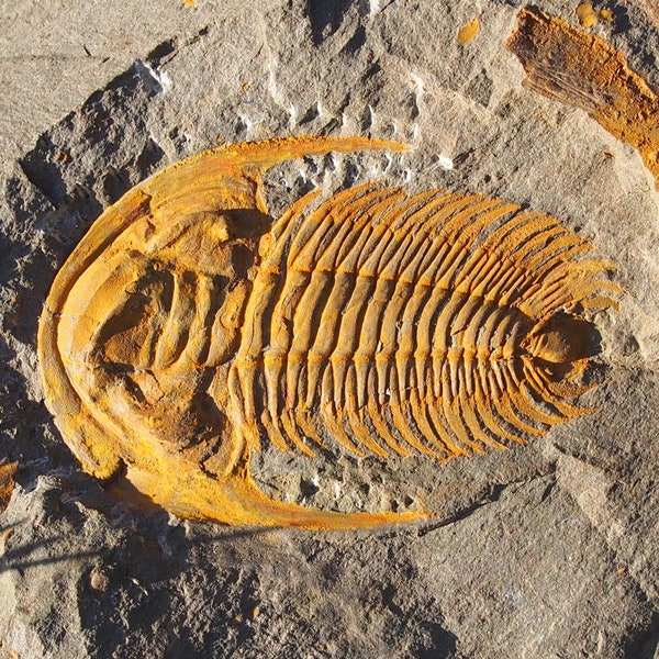 Cambrian Period - Etsy
