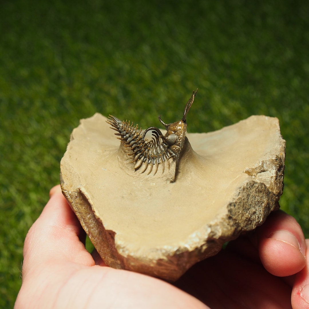 Detailed Trilobite Fossil Walliserops Foum Zguid, Morocco - Etsy