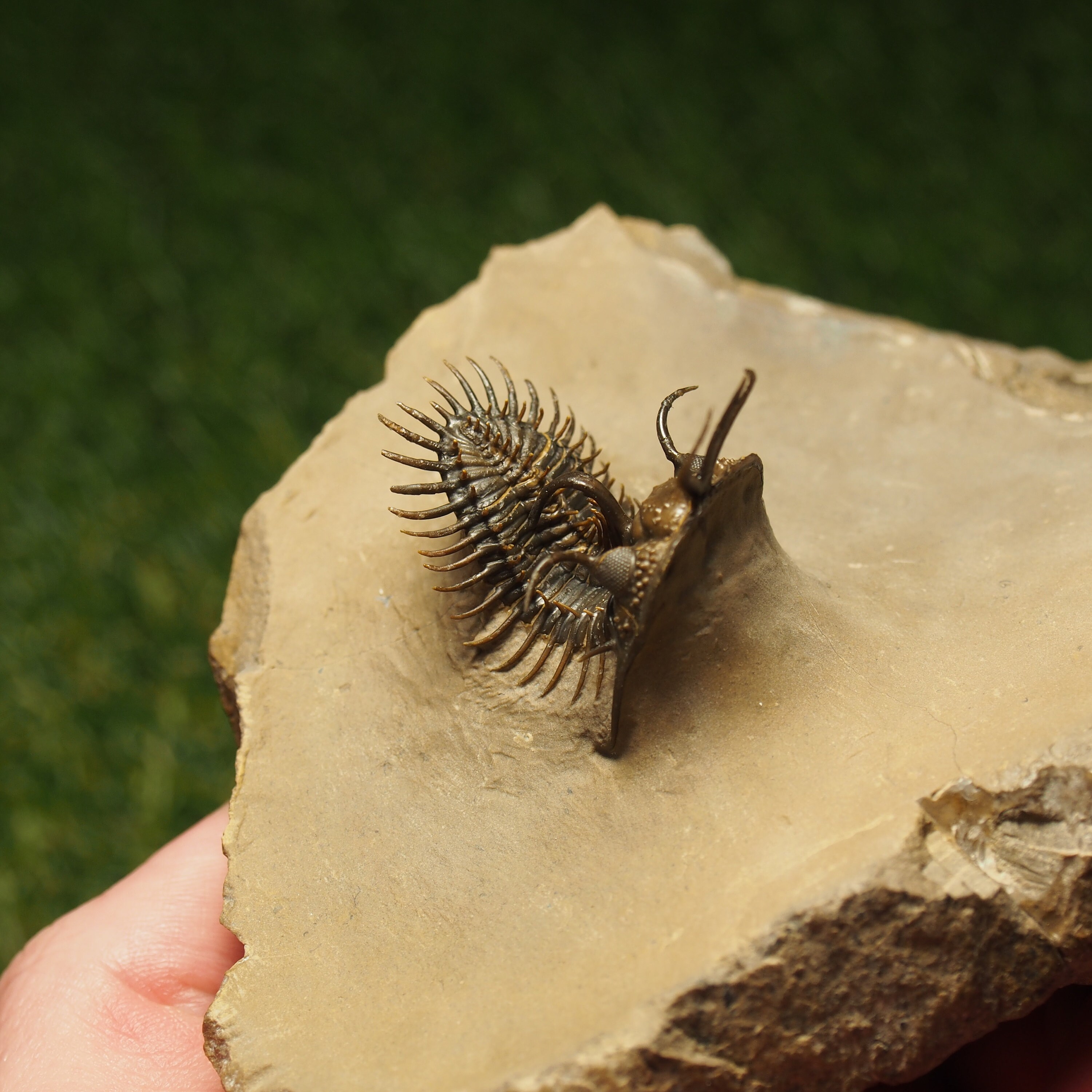 Detailed Trilobite Fossil Walliserops Foum Zguid, Morocco - Etsy
