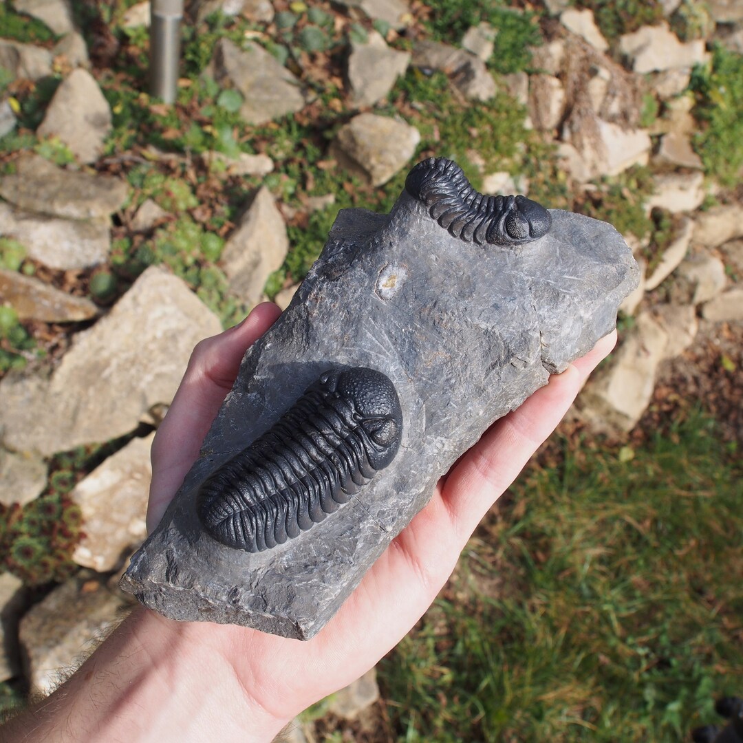 Trilobite Moroccops and Phacopid Trilobite Fossils Jbel Oufaten ...