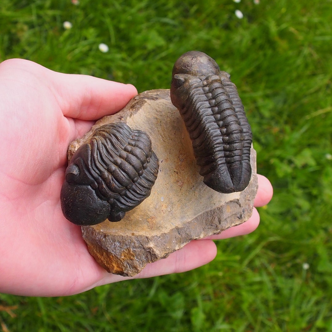 Two Trilobite Flying Reedops Fossil Phacopidae Devonian - Etsy