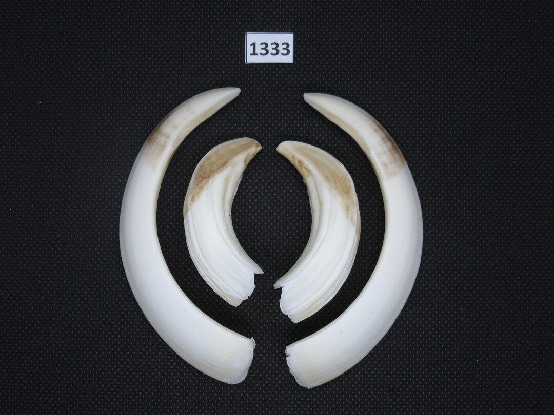 Wild Boar Teeth no. 1333 Trophy Taxidermy Tooth - Etsy