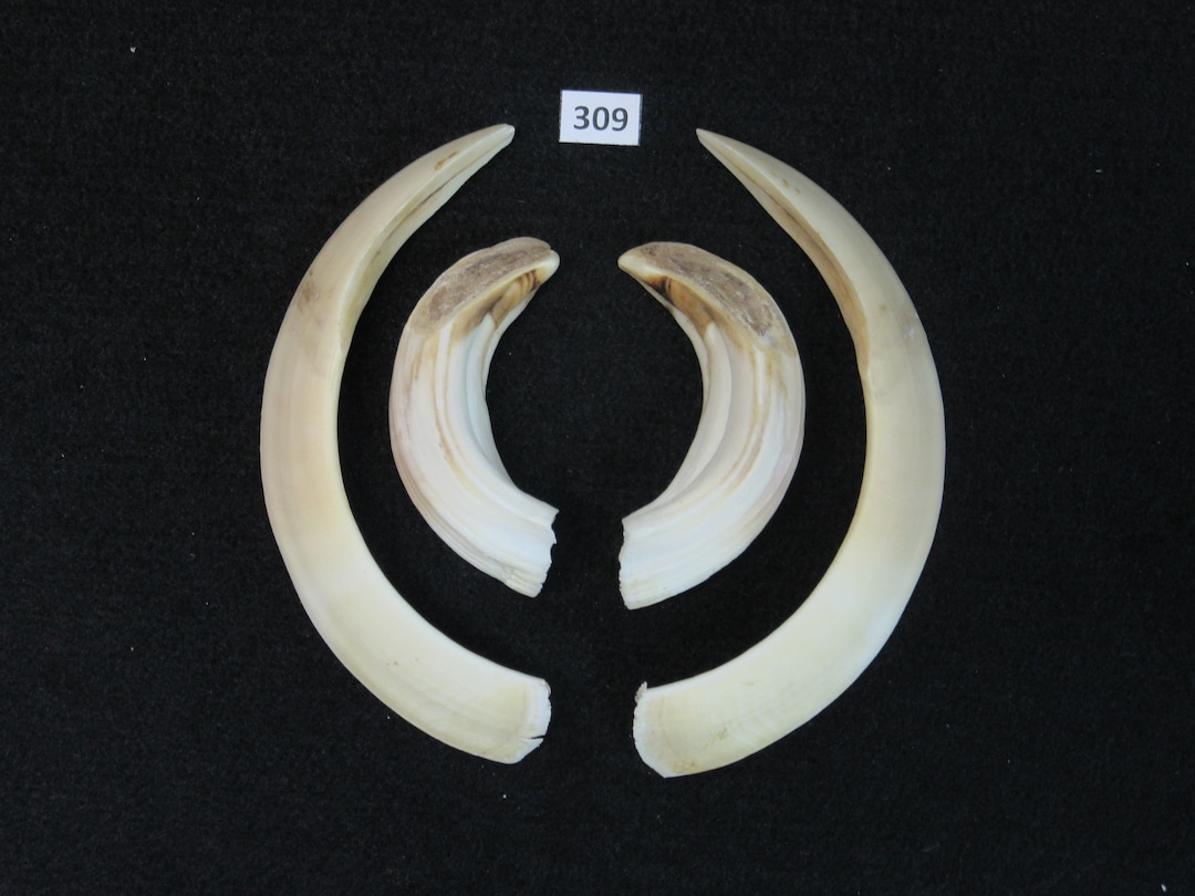 Wild Boar Teeth no. 309 Trophy Taxidermy Tooth - Etsy