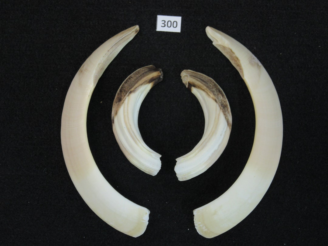 Wild Boar Teeth no. 300 Trophy Taxidermy Tooth - Etsy