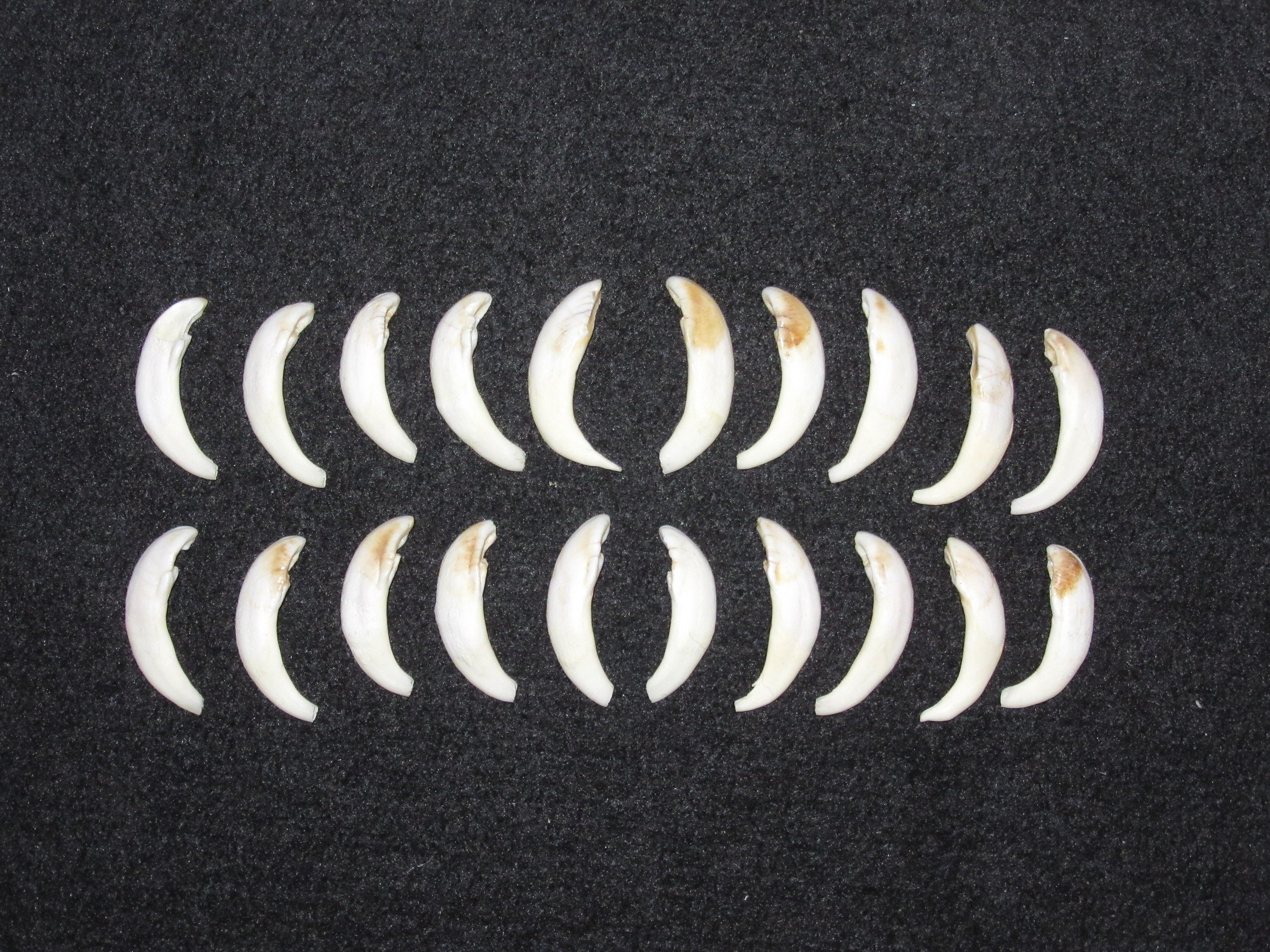 Wild Boar Teeth, Trophy, Taxidermy, Tooth, Jewellery, Necklace ...