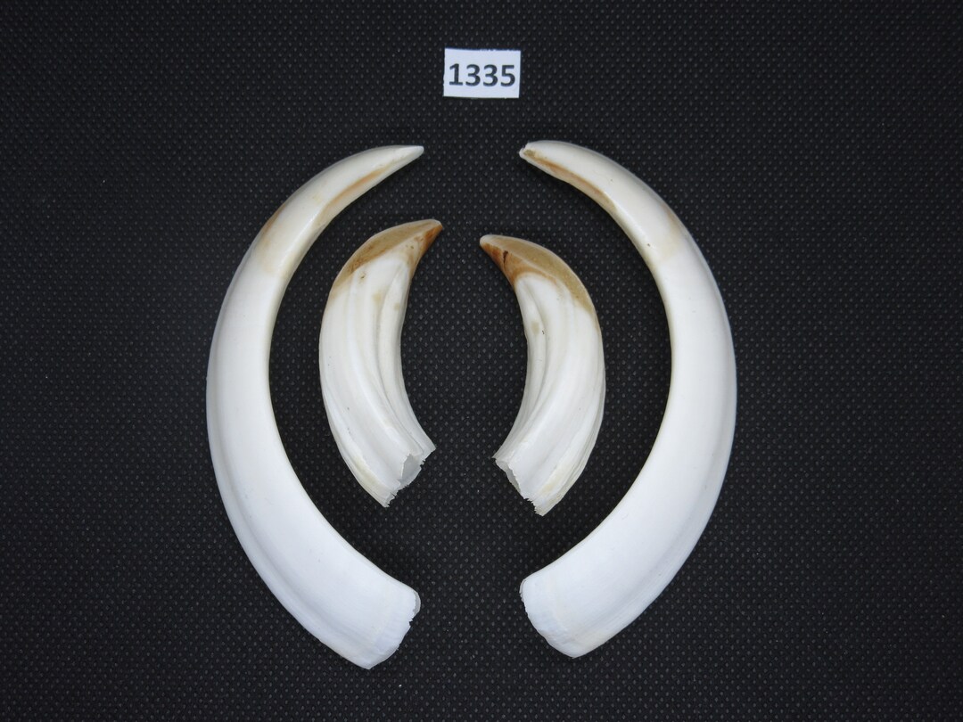 Wild Boar Teeth no. 1335 Trophy Taxidermy Tooth - Etsy