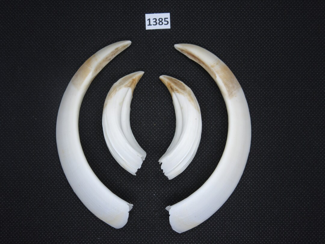 Wild Boar Teeth no. 1385 Trophy Taxidermy Tooth - Etsy